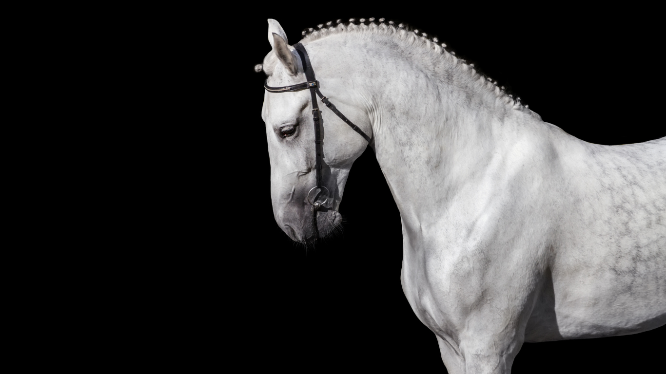 Equine Omega Products | Southern Equine Distributing | Canada