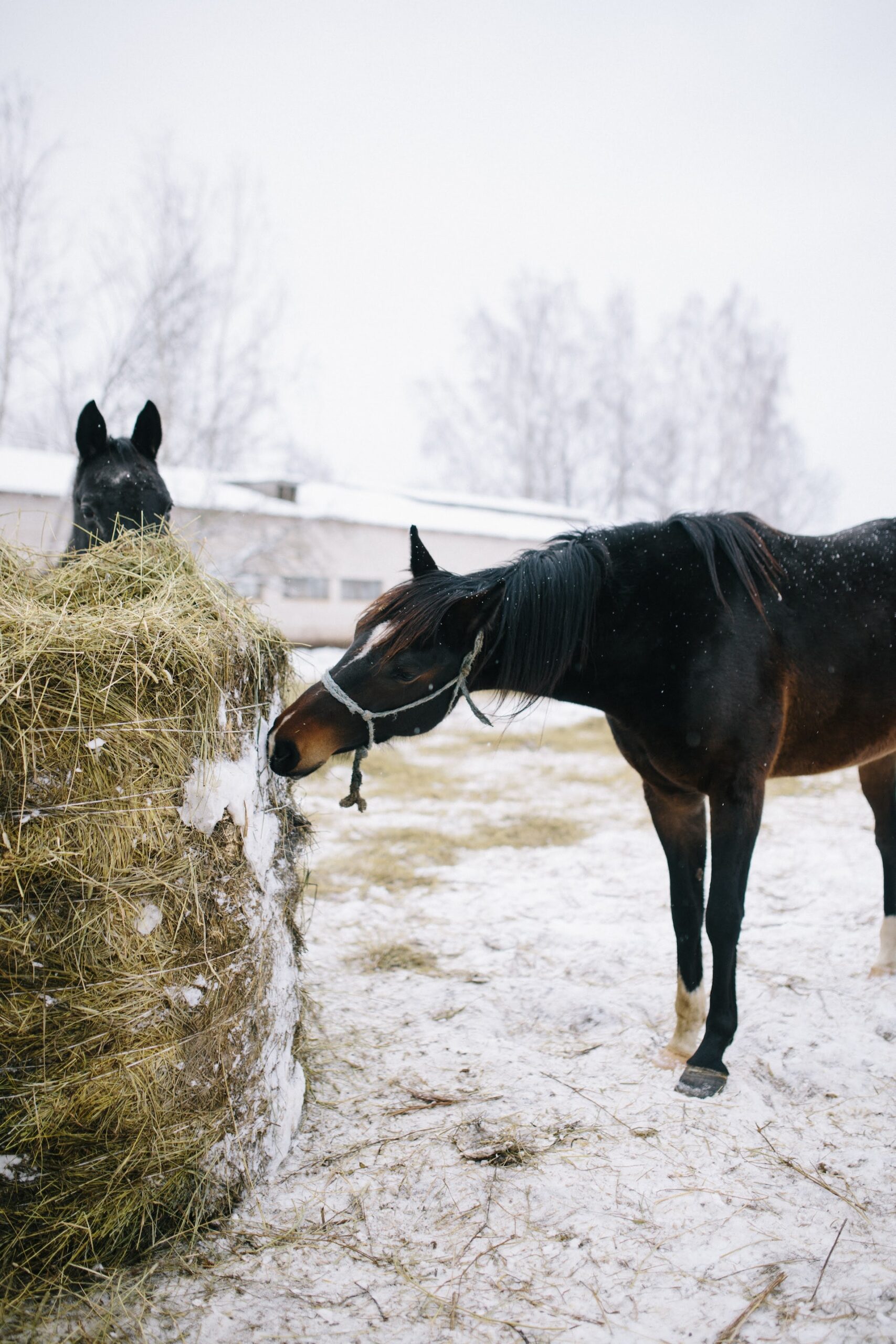 The Importance of Omega Fatty Acids In Horse Diets